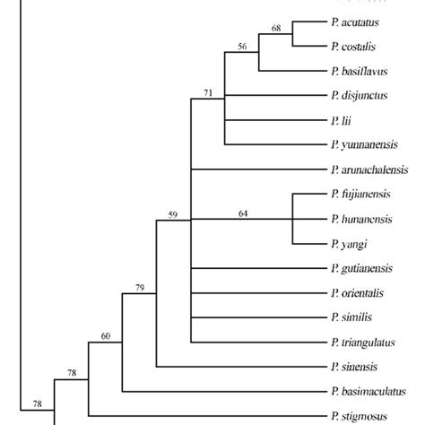 Bootstrap 50 Majority Rule Consensus Tree N 1000 Replicates