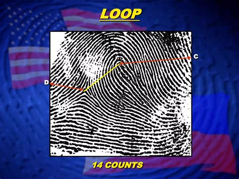 Fingerprint Classification Loop Patterns Pptx
