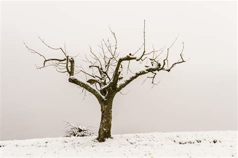 Top 7 Tree Pruning Techniques For Healthy Growth And Safety