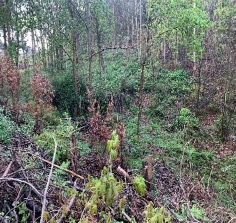 Leilão Presencial Leilon