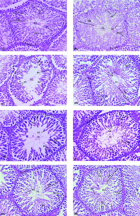 Photomicrographs Of Male Adult Rat Testes Hande 40x A Control Group Download Scientific