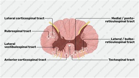 Extrapyramidal System Easy Anatomy 3d Extrapyramidal System Easy Anatomy 3d