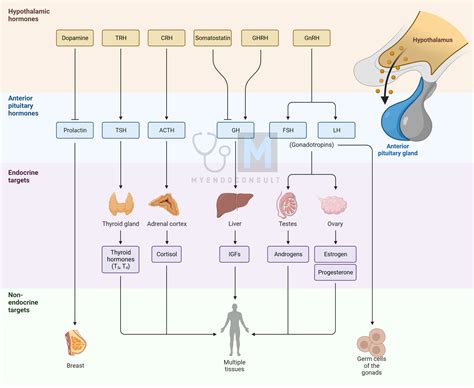 What Is The Endocrine System My Endo Consult