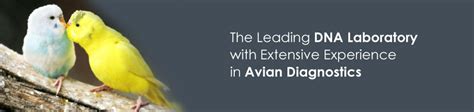 Avian Dna Testing L Bird Dna Test Healthgene
