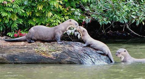 Peru With Quest Nature Tours