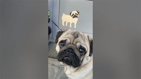 Ура! Весна пришла!!! #dog #pug #мопс #mops #mopsik #весна - YouTube