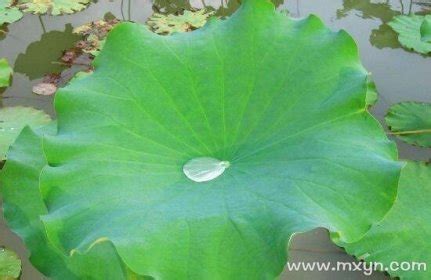 梦见荷叶是什么意思预兆 原版周公解梦大全
