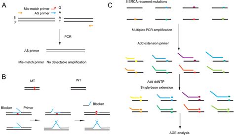 Pcr Method For Evaluating Genetic Risk Of Ovarian Cancer And Related