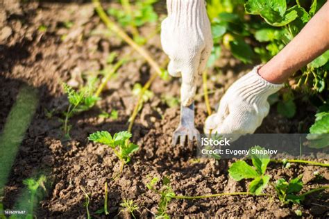 농부는 농장의 채소밭에서 식물을 돌 봅니다 정원 가꾸기와 농장 개념 정원 침대에서 자라는 농작물 가루로 빻은에 대한 스톡 사진 및 기타 이미지 Istock