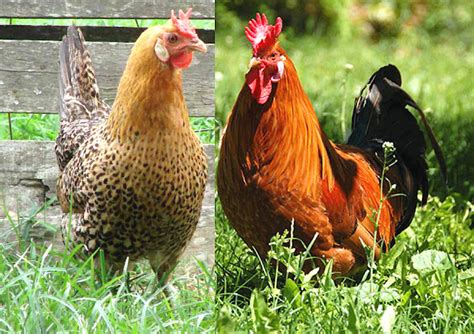 Sicilian Buttercup Chicken Roys Farm