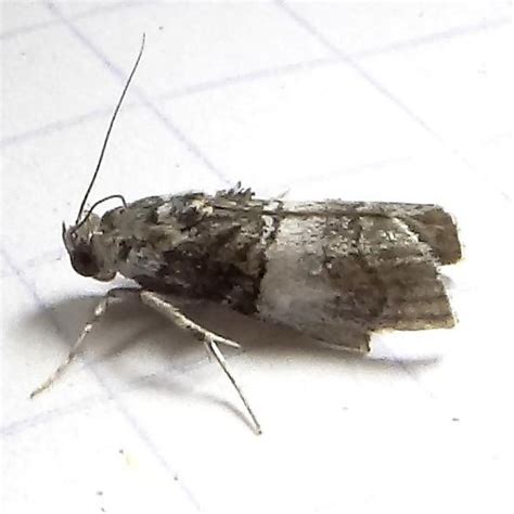 Id Request Pococera Bugguidenet