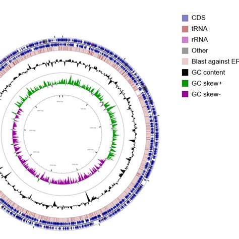 Figures1 Pairwise Alignment And Visualization Figures Download Scientific Diagram