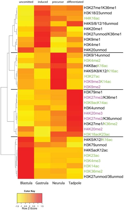 The Heatmap Visualizes Clusters Of Histone Modifications According To