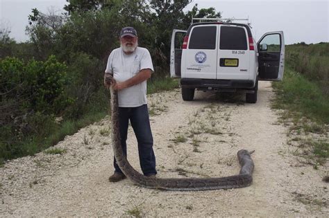 Ravenous 14 Foot Python Caught With 3 Deer In Its Gut Live Science