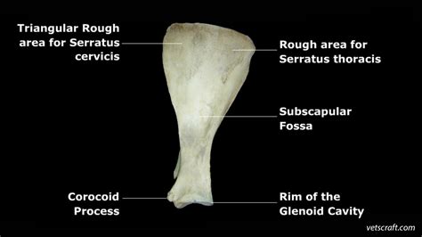 Glenoid Fossa Of Scapula