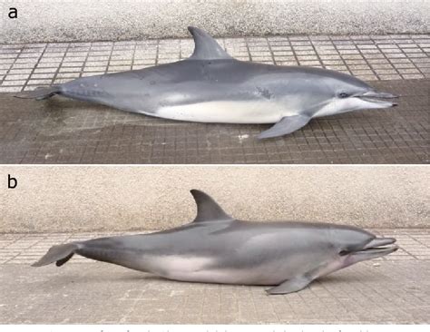 Clymene Dolphin
