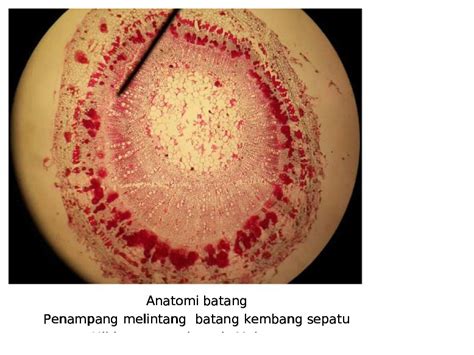 Qdoc Tips Botani Farmasi Pdfcoffeecom