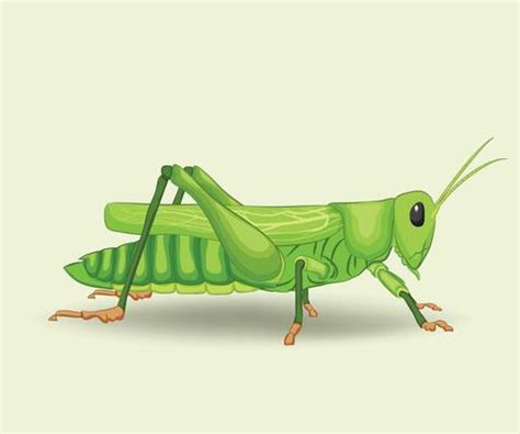 Grasshopper Cartoon Vector Art Icons And Graphics For Free Download