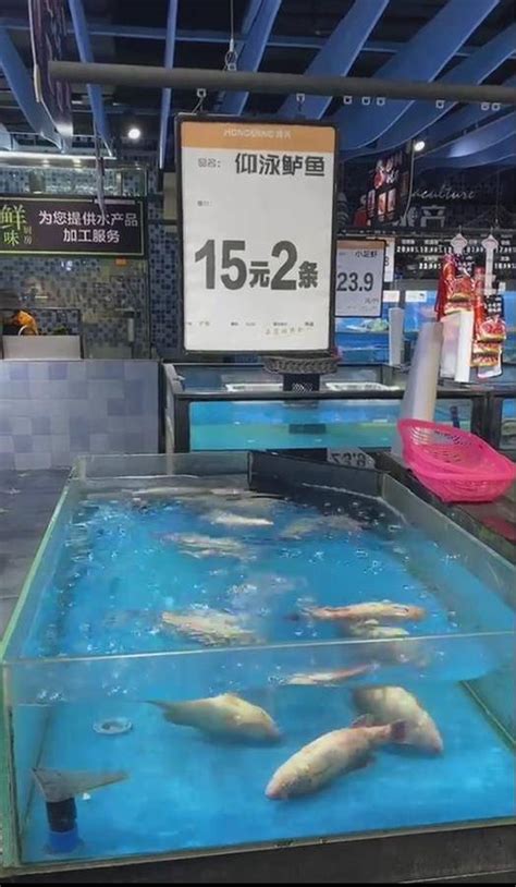 超市回应仰泳鲈鱼两条卖15元能保证是活的 视频 商品 鱼池