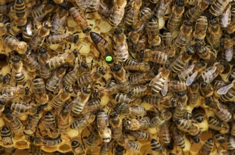 So How Many Bees Are In A Hive