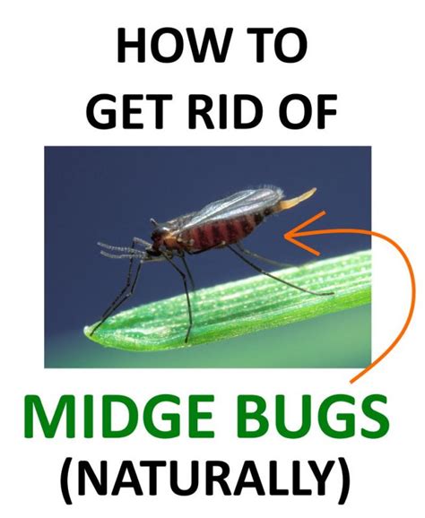 How To Get Rid Of Midge Bugs No See Ums Naturally BugWiz