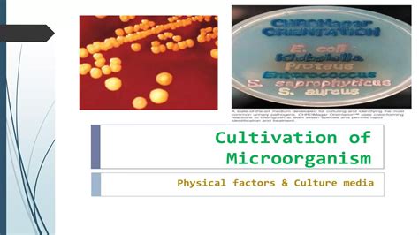 Isolation Of Microbes Pptx Biological Sciences Science