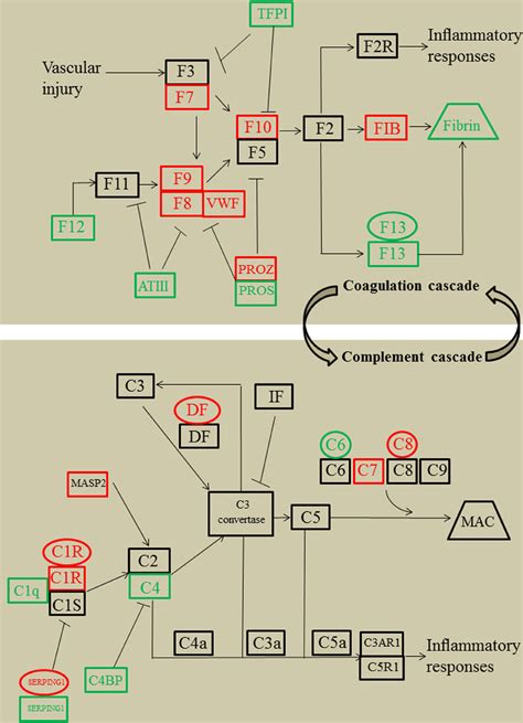 Simplified Coagulation Cascade And Complement System Featuring