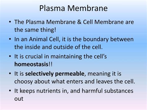 PPT Plasma Membrane Structure Function PowerPoint Presentation ID