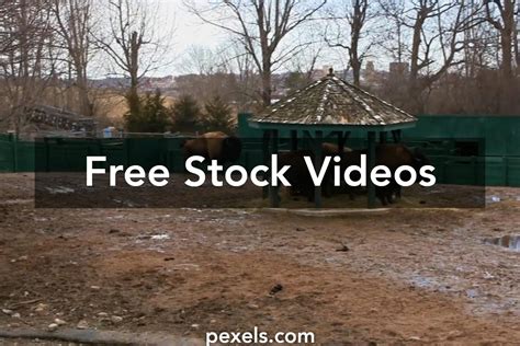 Zoo Barn Videos Download The Best Free 4k Stock Video Footage And Zoo