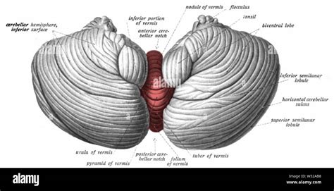 Cerebellum Vermis Cerebellar Vermis 네이버 블로그