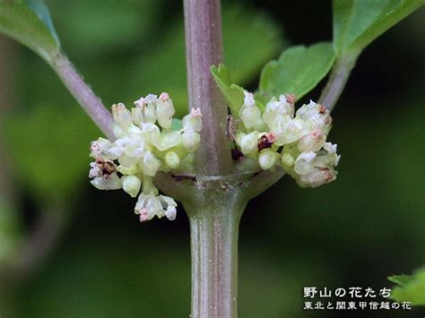 ミズ 野山の花たち 東北と関東甲信越の花