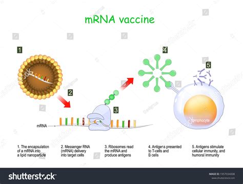 Lipid And Nanoparticle Over 7 Royalty Free Licensable Stock Vectors And Vector Art Shutterstock