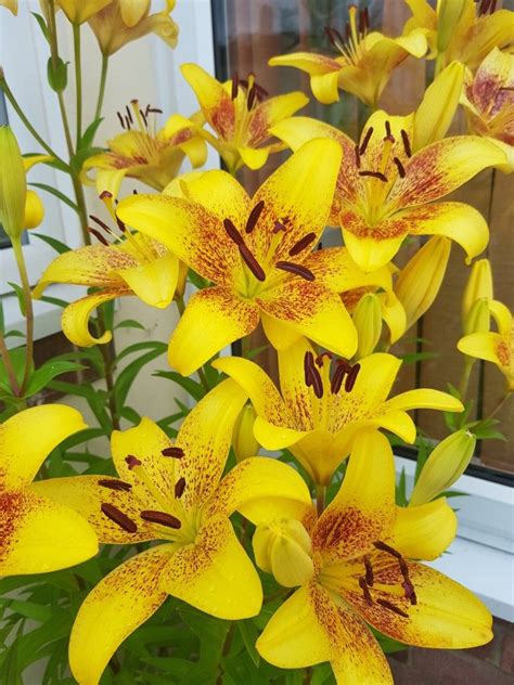 How To Grow And Care For Asiatic Lily Artofit
