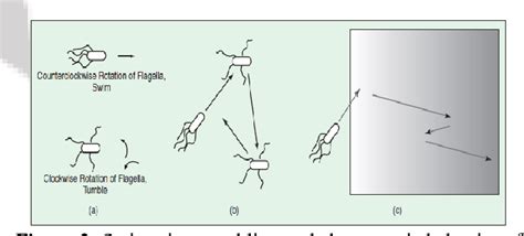 Figure 1 From Comparative Analysis Of Bacterial Foraging Optimization Algorithm With Simulated