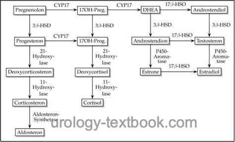 Adrenal Glands Corticosteroids Regulation And Effects