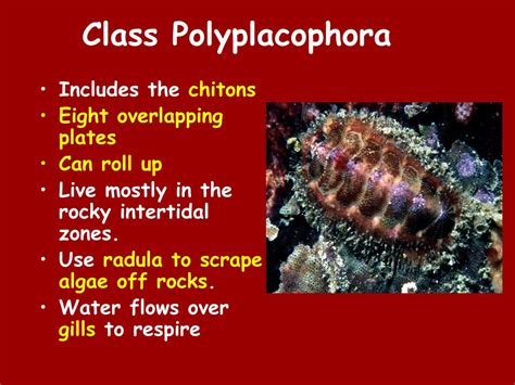 Ppt Mollusks Powerpoint Presentation Free Download Id2200866