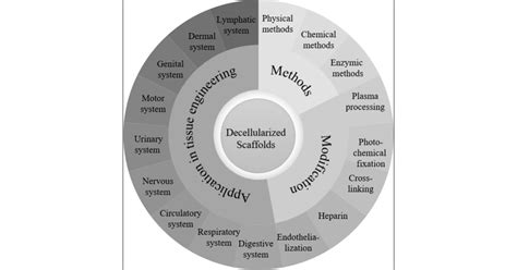Biomedical Application Of Decellularized Scaffolds Acs Applied Bio