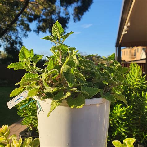 Cats Favourite Catnip Plant Repels Insects Too