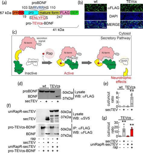 Testing Unirapr‐tev To Control Pro‐tevcs‐bdnf Processing In Living Download Scientific Diagram