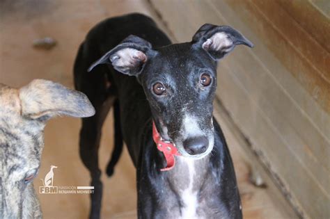 Itana - Project Galgo Adoption & Fostering