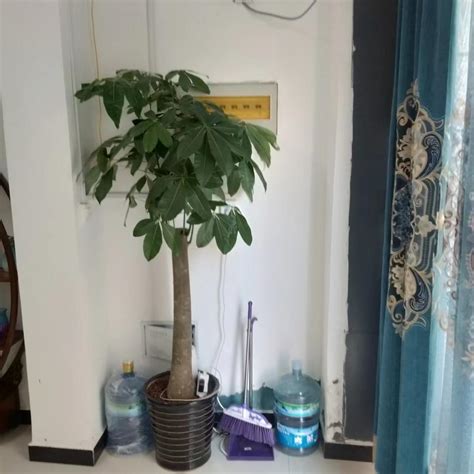淮南图片网凤台分站 七律伊雅茶苑鸣谢诗友唱和 淮南图片网