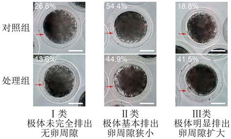 一种促进猪卵母细胞体外成熟的培养液的制作方法