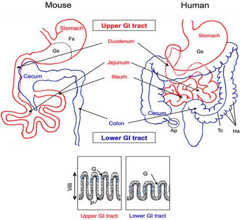 Microorganisms Free Full Text Adhesion Properties Of Lactic Acid Bacteria On Intestinal Mucin