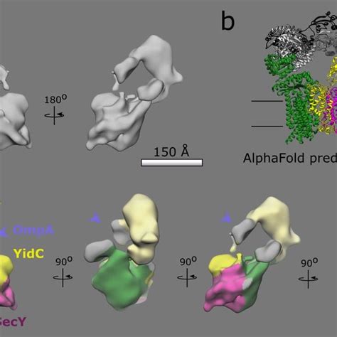 A Model For Omp Secretion Across The Bacterial Envelope Omps Are