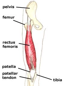 The Rectus Femoris And Lower Back Pain It S The Key