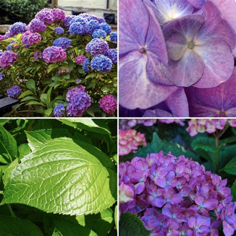 Hydrangea Hamburg 1 Plants Flowering Mophead Shrubs Macrophylla