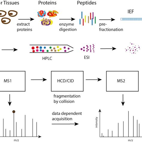 PDF Mass Spectrometry Based Proteomics Data Analysis And Applications