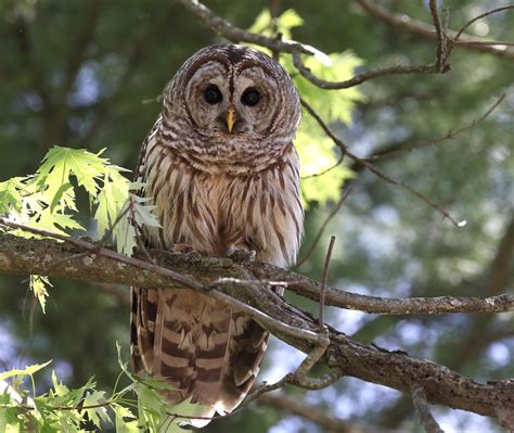 Barred Owl My Photo Rowls