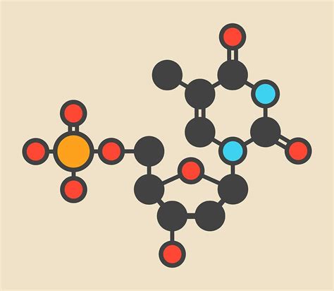 Deoxythymidine Monophosphate
