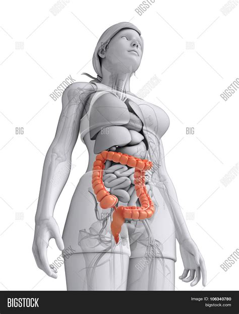 Female Large Intestine Image Photo Free Trial Bigstock